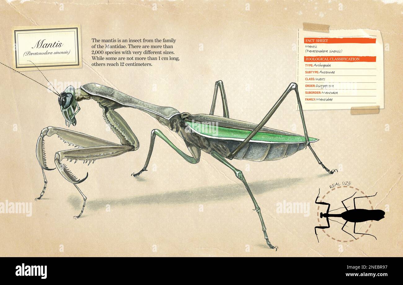 Fact sheet and zoological classification of mantis (Paratenodera ...