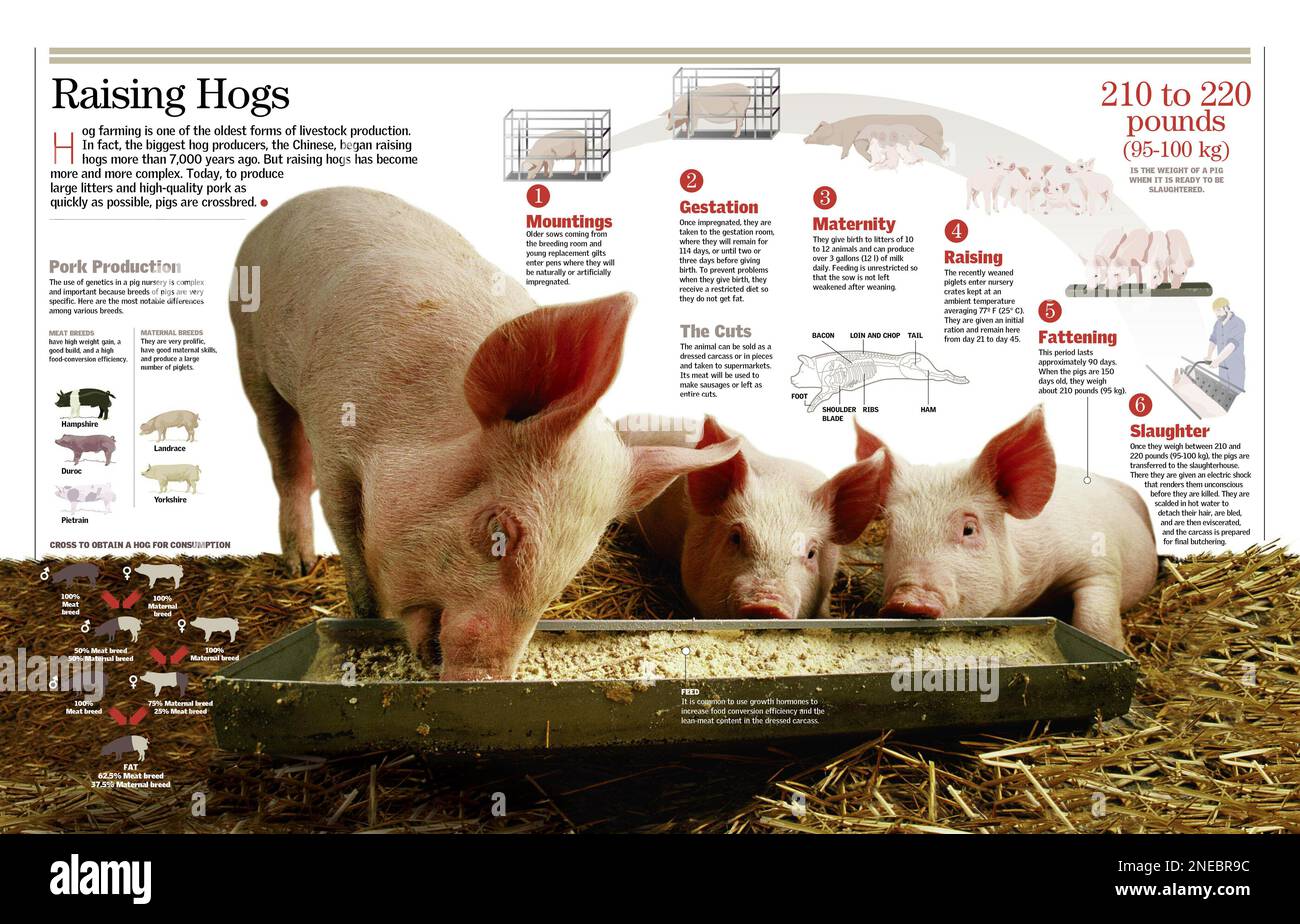 Infographic about raising of hogs. [QuarkXPress (.qxp); 6259x4015 ...