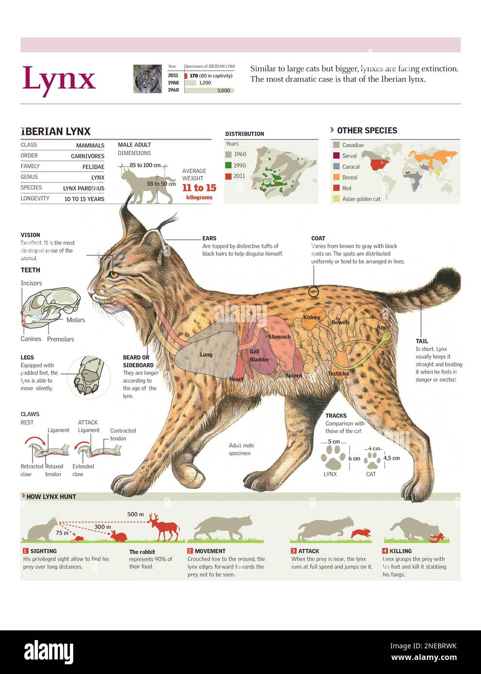 Infographics of the habitat, anatomy and method of hunting the Iberian ... Infographics of the habitat, anatomy and method of hunting the Iberian ...