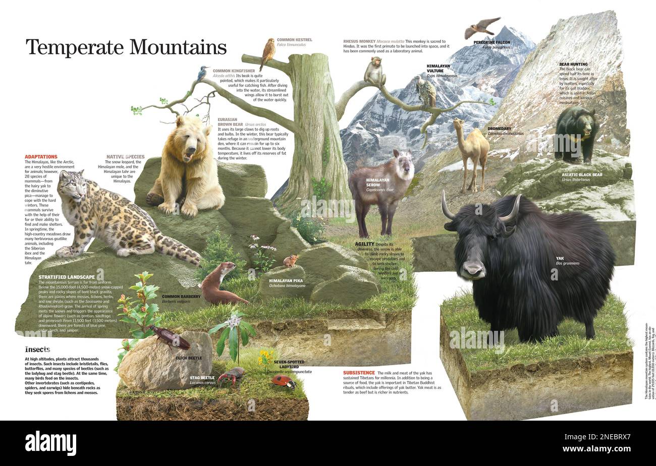 Mountain Habitat Animals And Plants