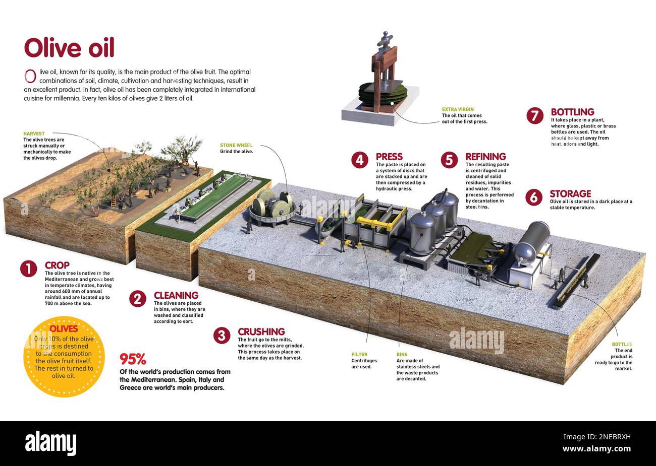 Infographic about the process of elaboration of olive oil. [QuarkXPress ...