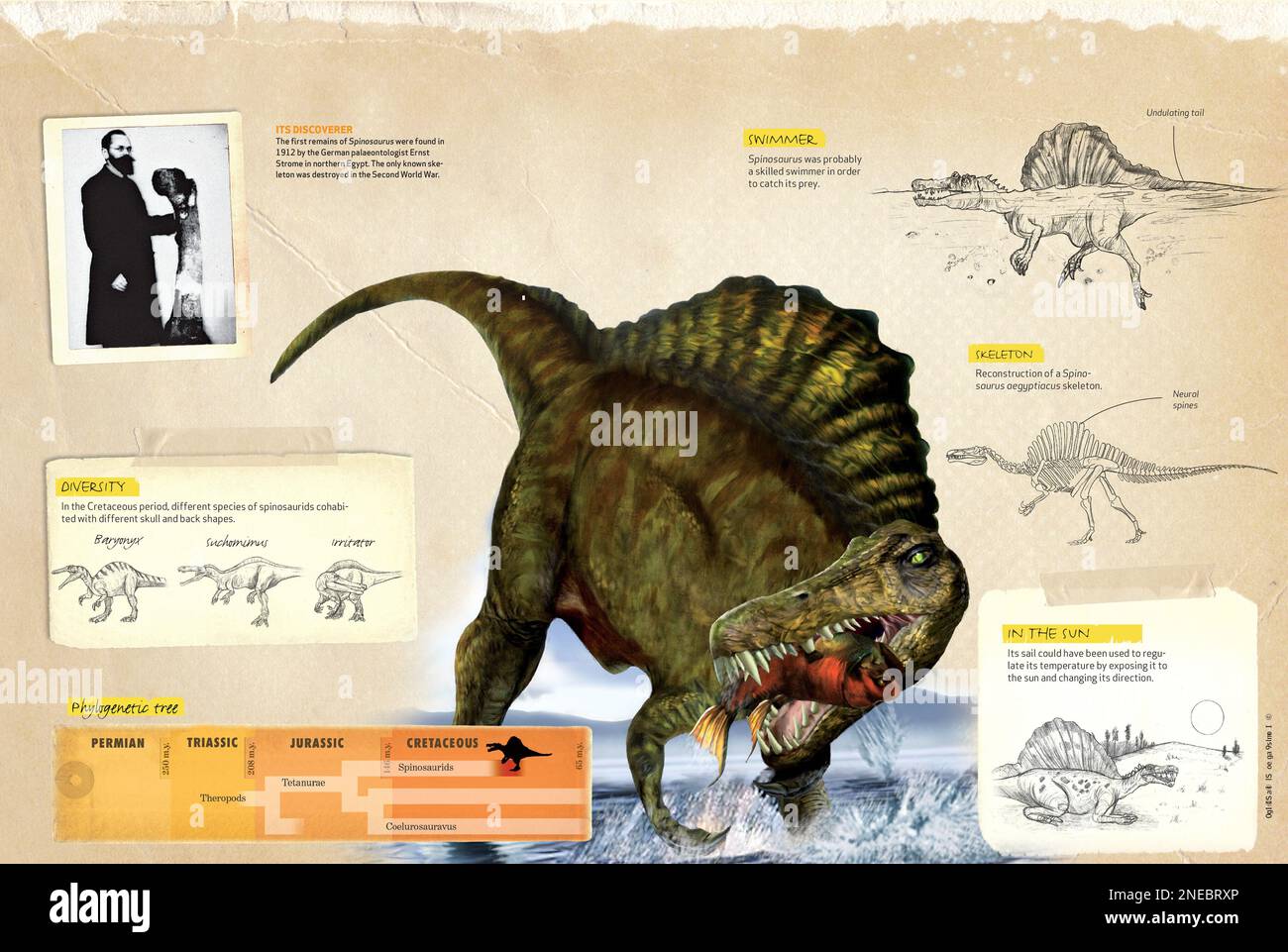 Infographics about the habits and phylogenetic tree of the Spinosaurus ...