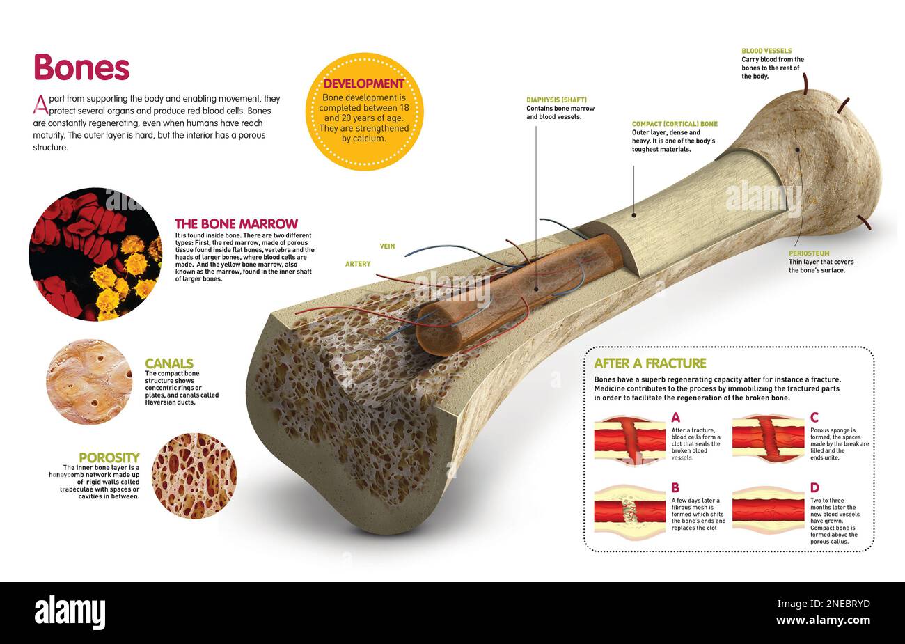 Infographic that describes the composition of the bones and their self ...