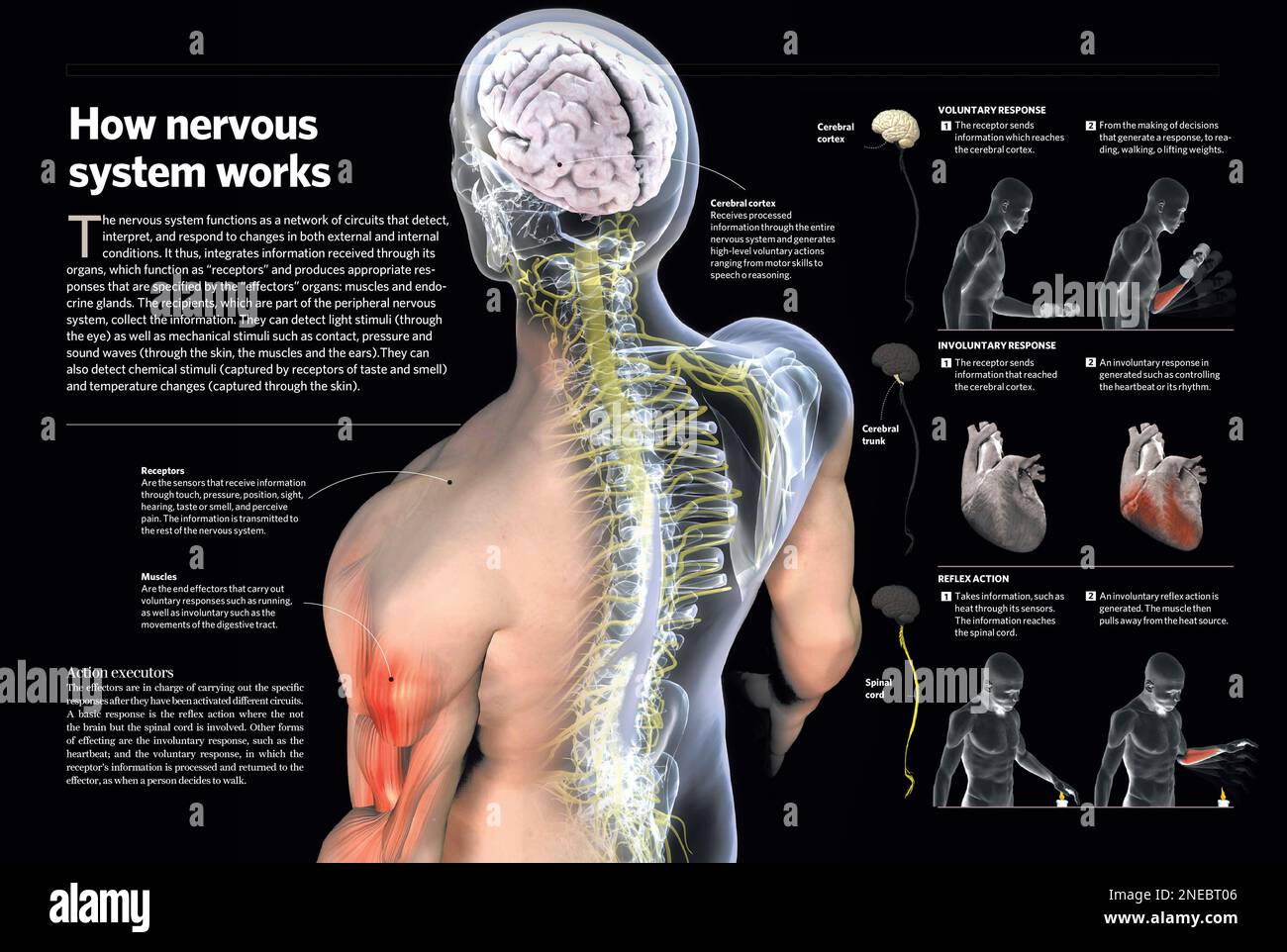 Infographic about the human body’s nervous system. It is the network of ...