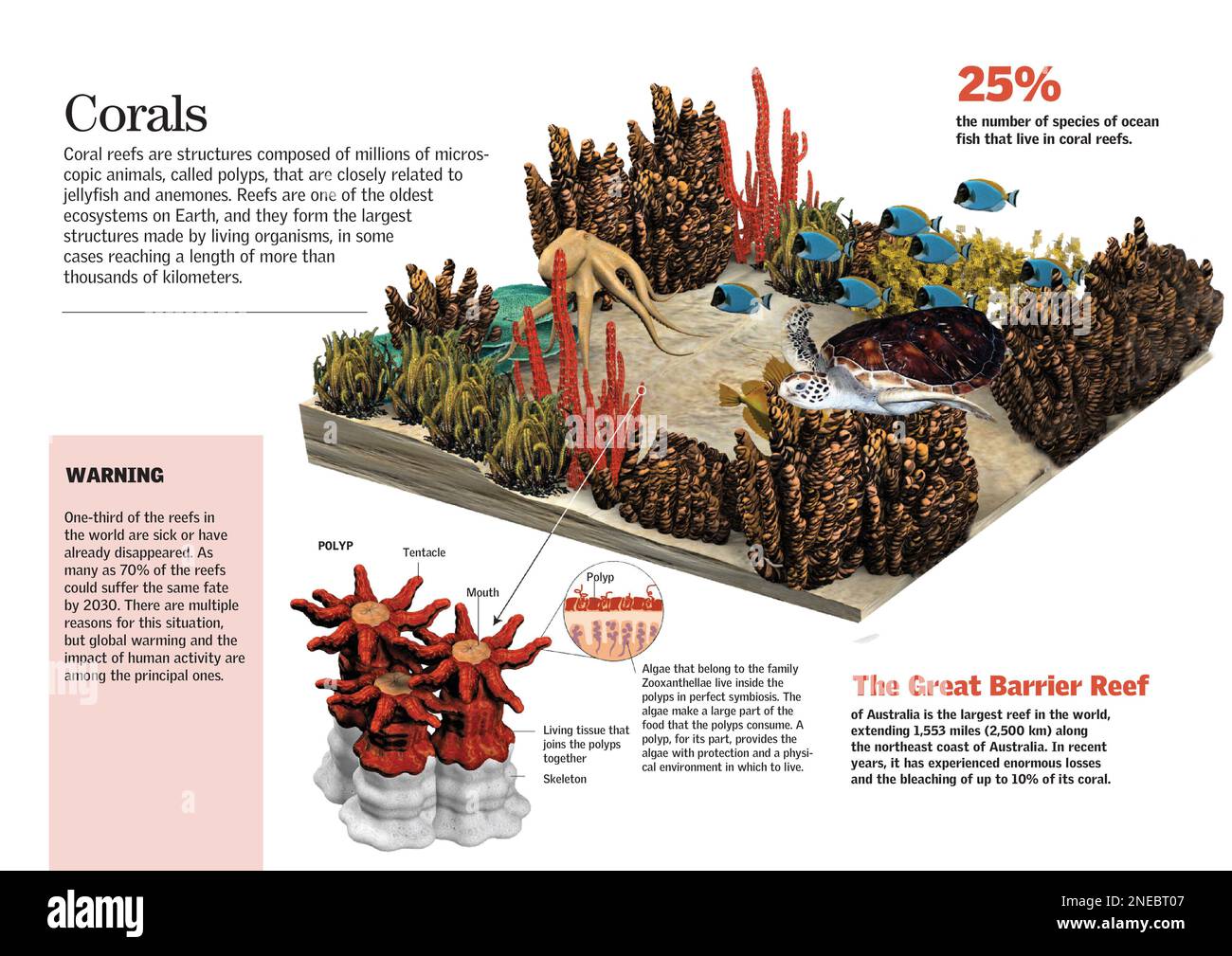 Infographic about corals, one of the most ancient ecosystems of the ...
