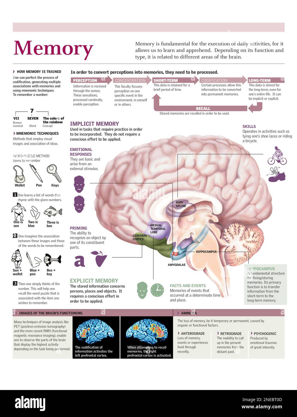 Infographics of the memory mechanism in the brain, how it is set and ... Infographics of the memory mechanism in the brain, how it is set and ...