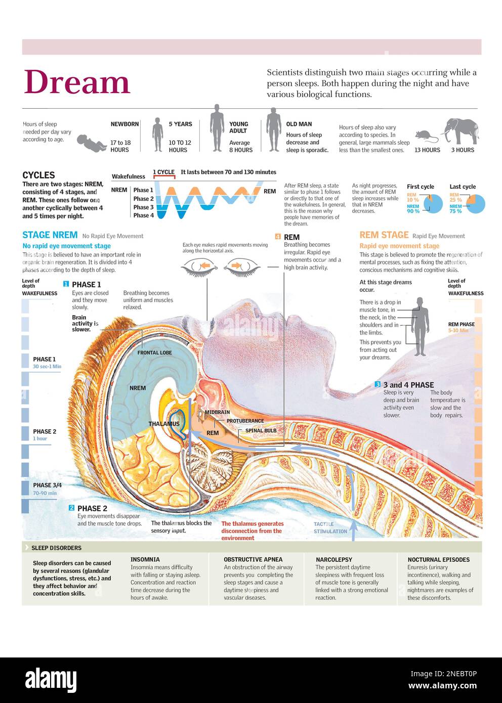 Infographics of brain activity during dream and dream stages. [Adobe ... Infographics of brain activity during dream and dream stages. [Adobe ...