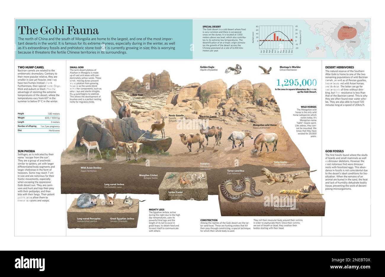 Infographic of the fauna that inhabits the Gobi Desert, in northern ...