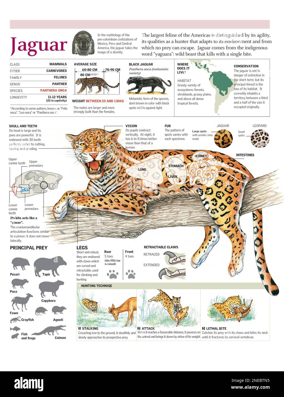 Jaguar Habitat And Diet Jaguar — Kidcyber