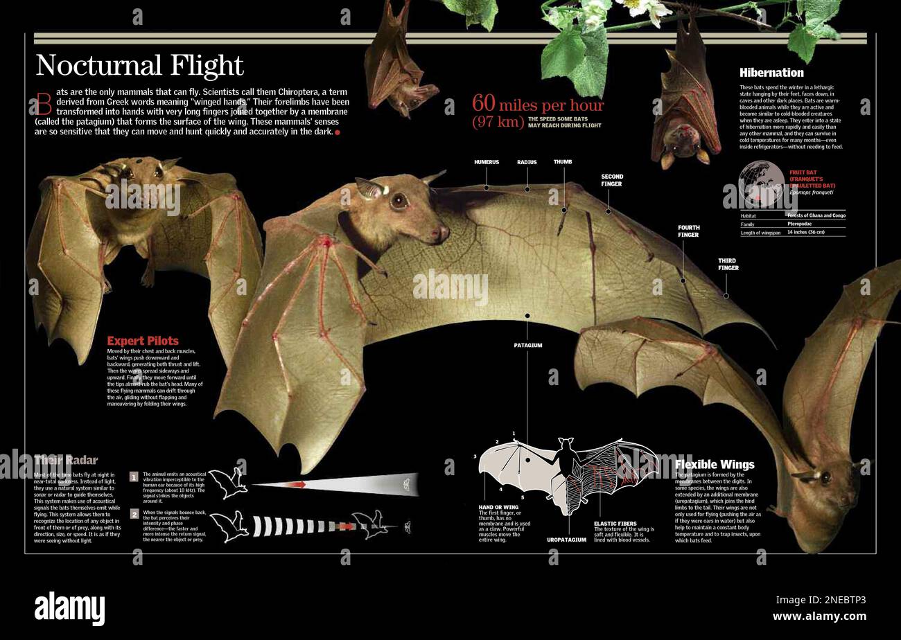 Bats Nocturnal Facts at Randall Maupin blog