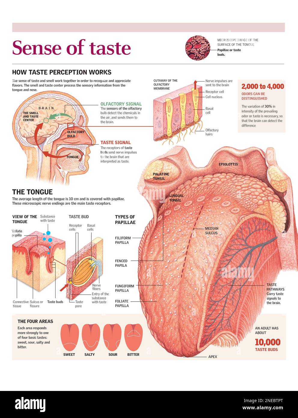 Gross Anatomy Of Tongue