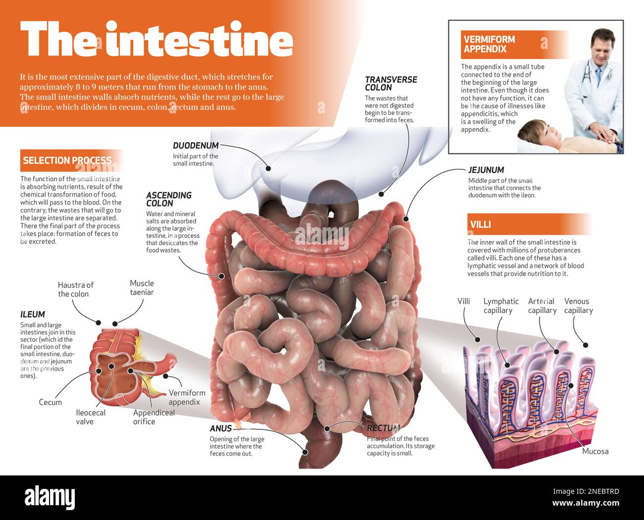 Initial Part Of Colon