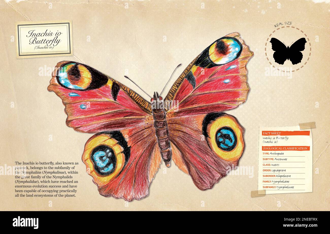 Fact sheet and zoological classification of Inachis io butterfly ...