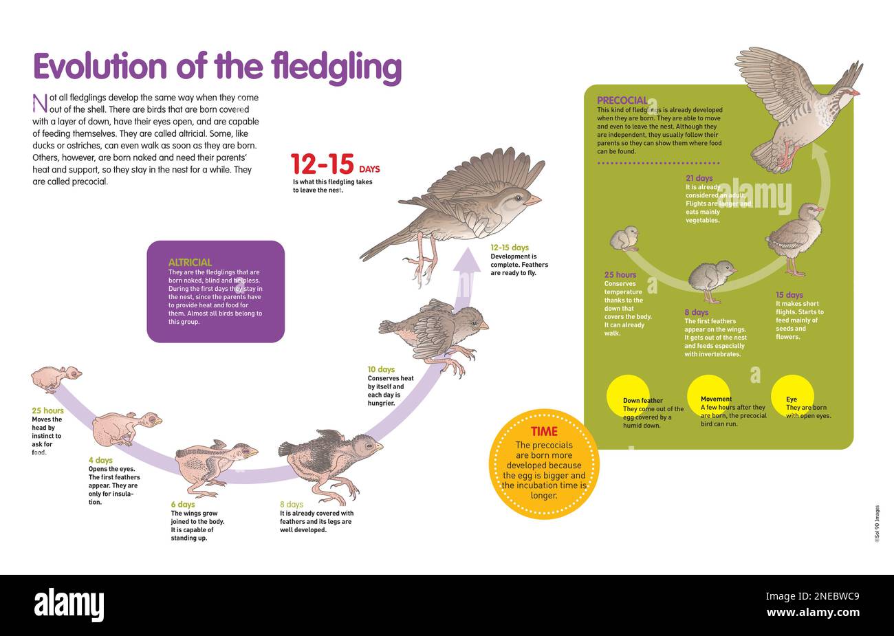 Infographic about the first days of life of the fledging, in both ...