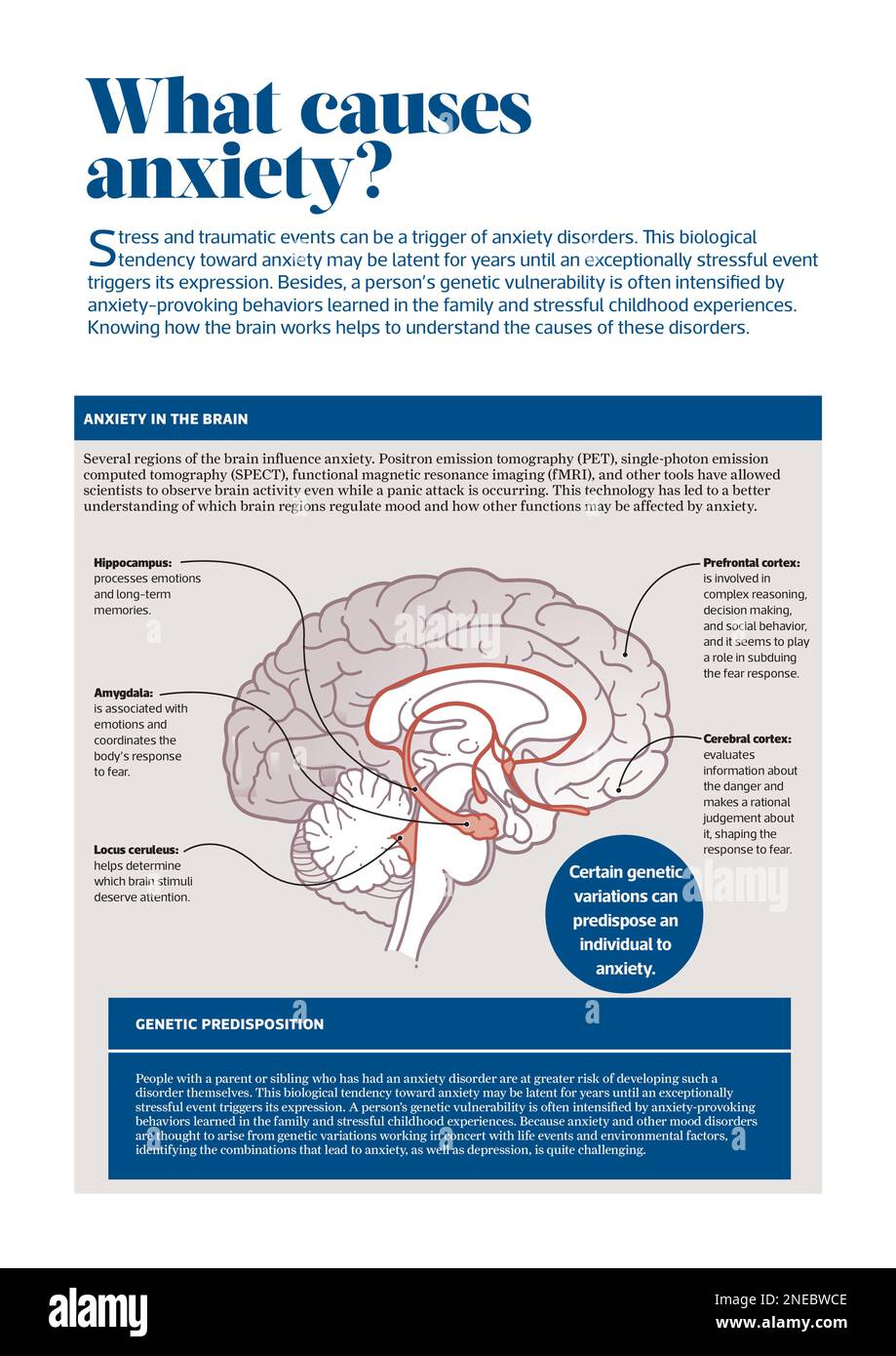 Infographic about how genetics, and cultural and environmental factors ...