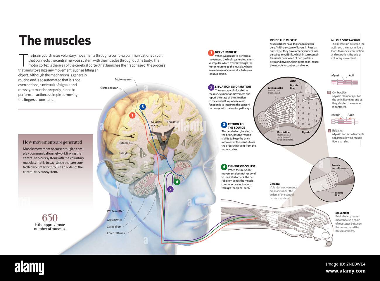 Brain Structures Involved In Voluntary Movement Clipart