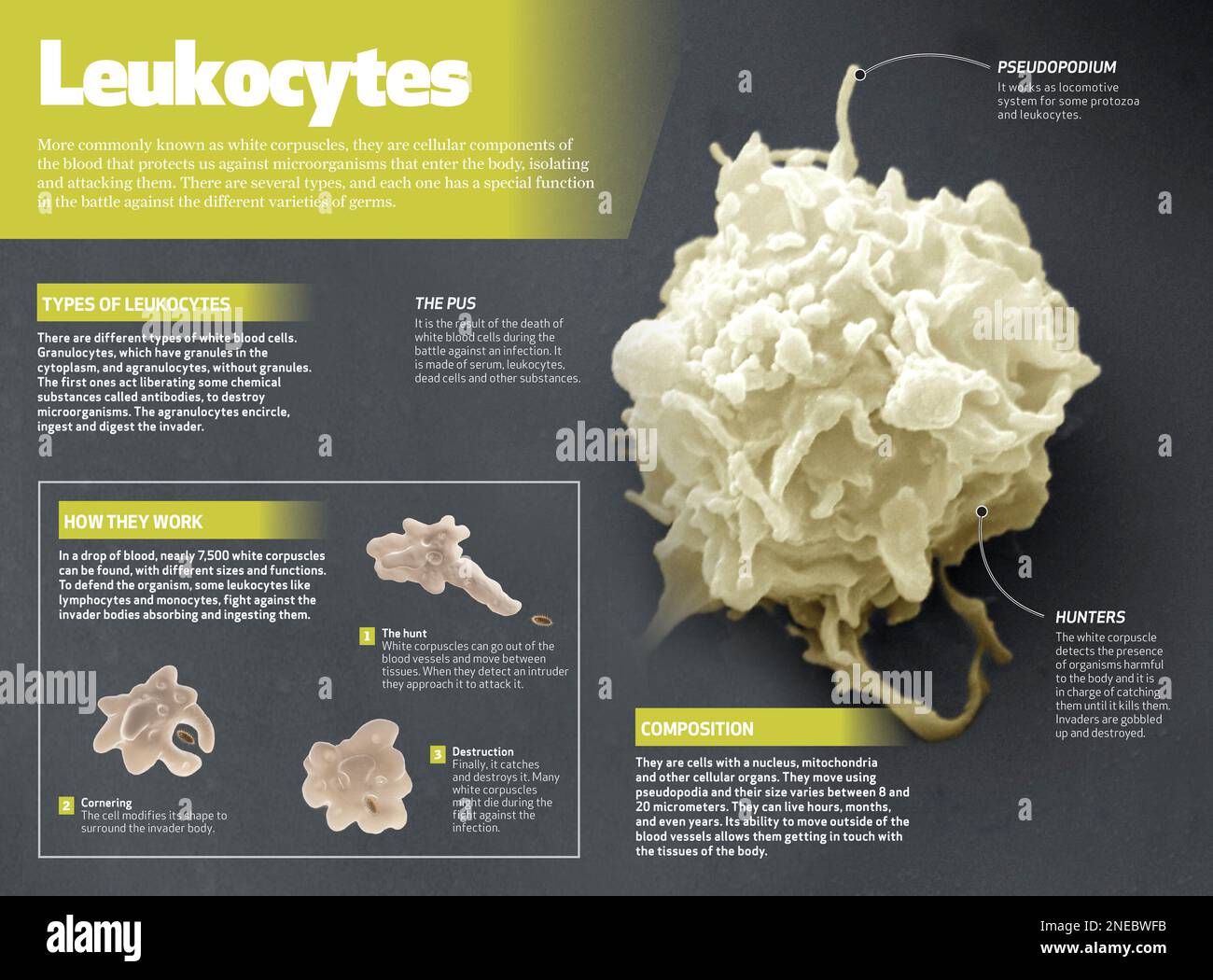 Infography on the leukocyte, better known as white blood cells. They ...