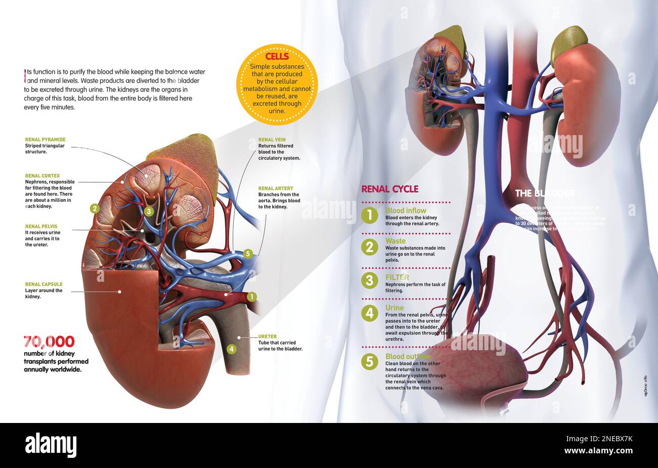 Infographic that describes the urinary system, its functioning, and the ...