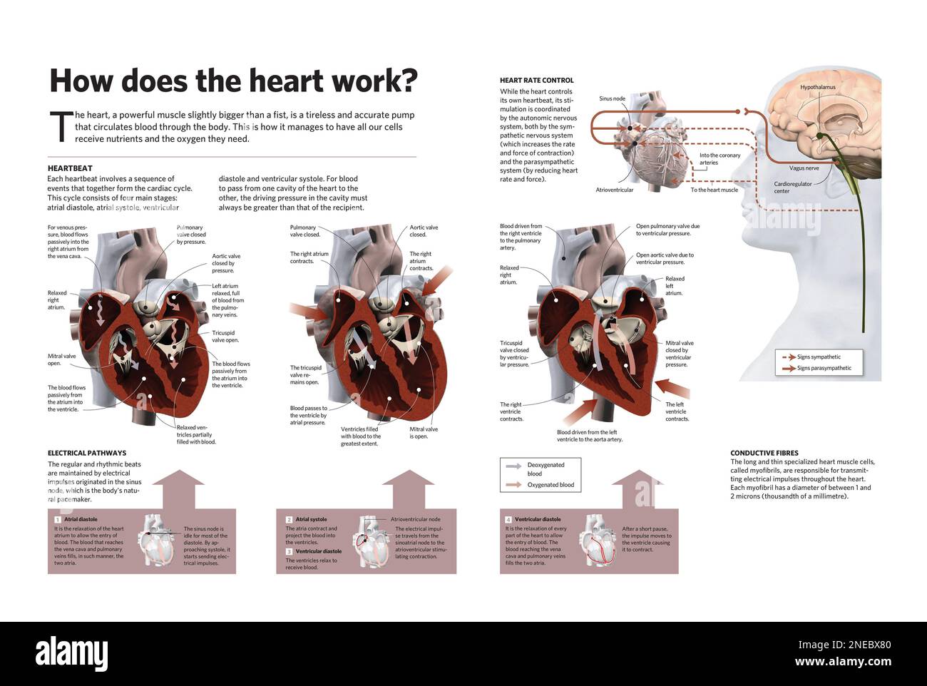 Infographic about the human heart; an extraordinary muscle that makes ...
