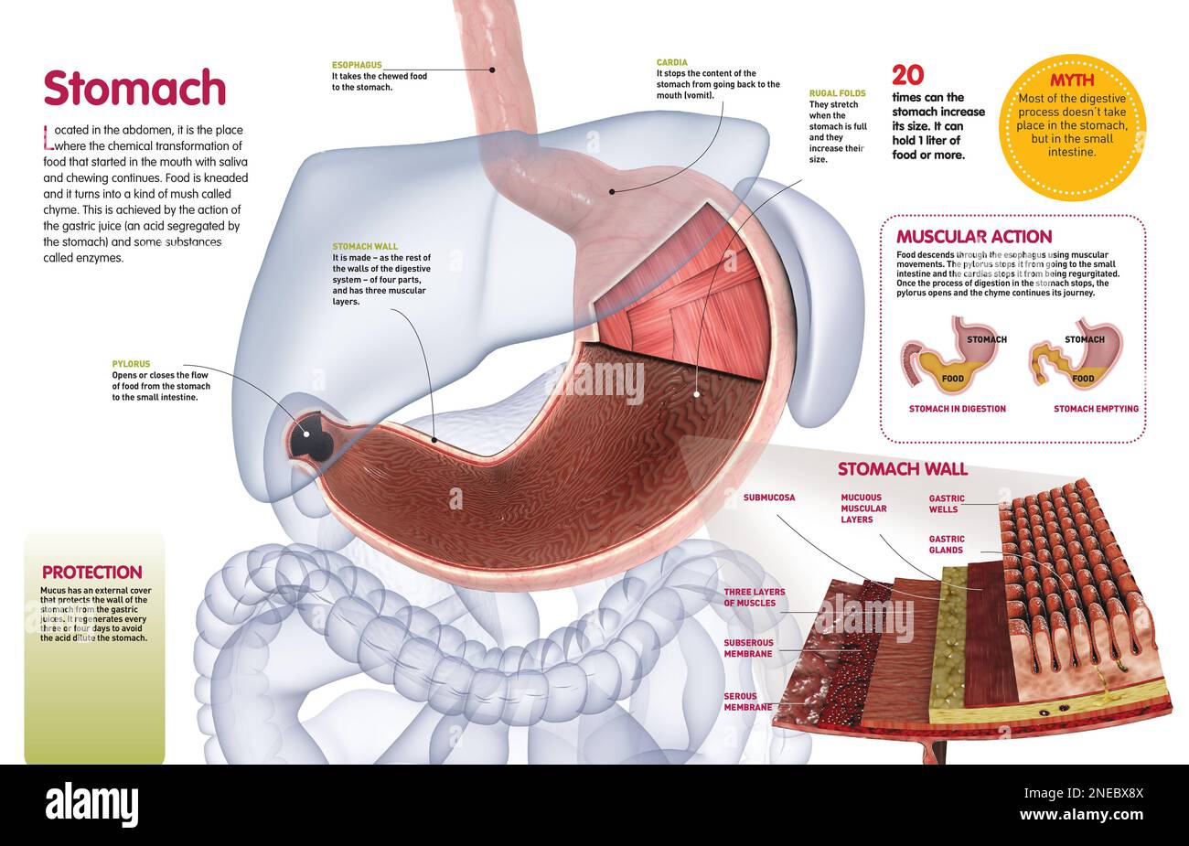 Folds In Stomach Lining