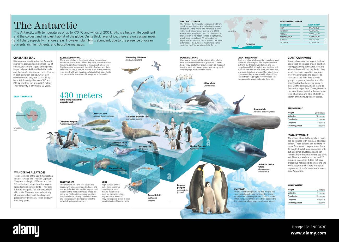 Antarctic Ecosystem