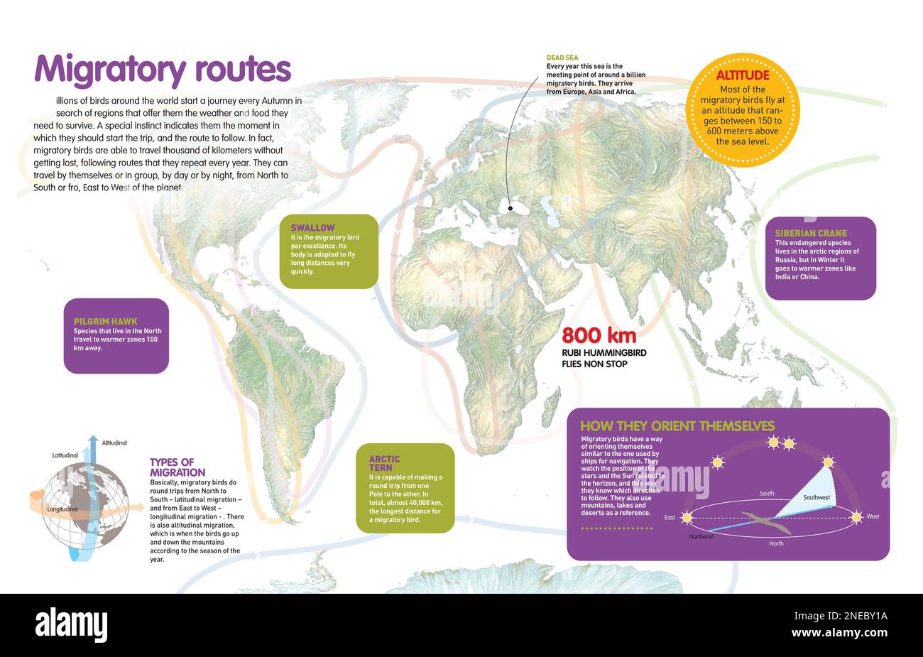 Infographic about migratory routes that birds take in all the world ...