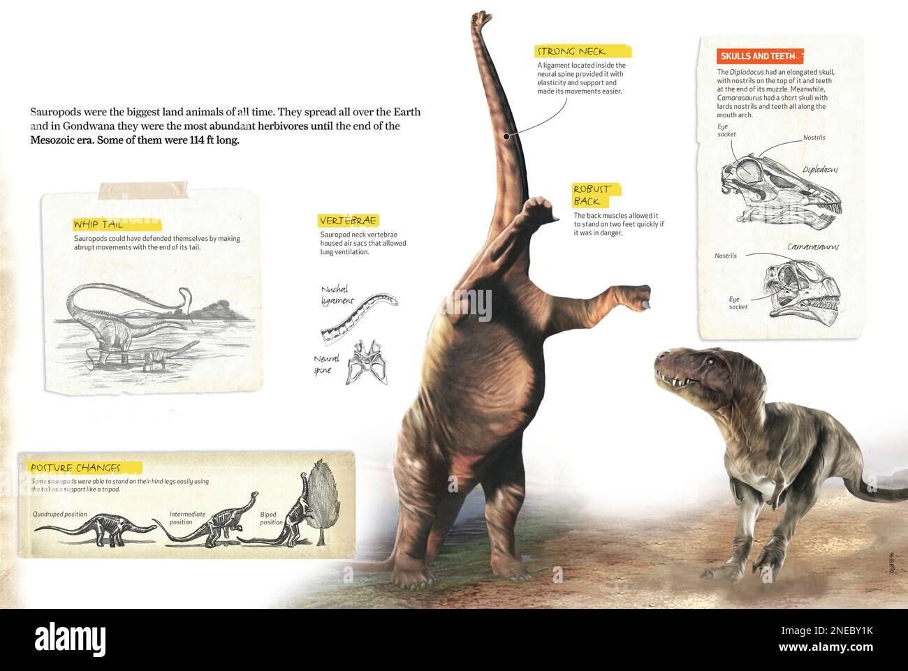 Infographics that present the sauropods species: large herbivorous dinosaurs that inhabited the ...