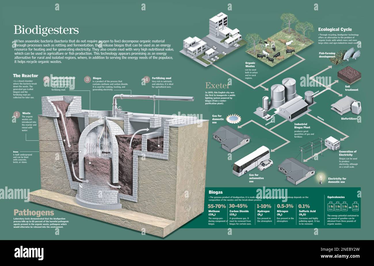 Anaerobic bacterias hi-res stock photography and images - Alamy