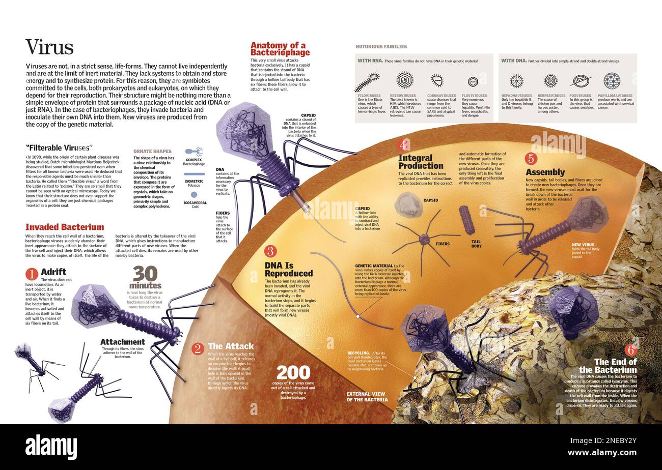 Infographic of the behavior of viruses and the different types in existence. [QuarkXPress (.qxp ...
