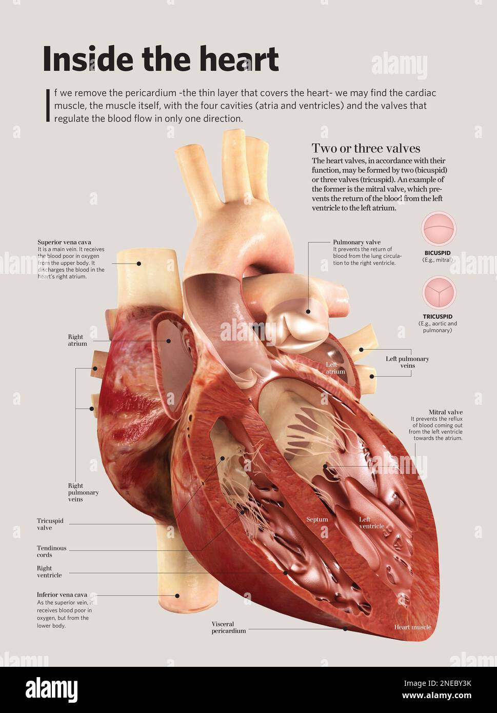 Infographic about the inside of the heart. [Adobe InDesign (.indd ...