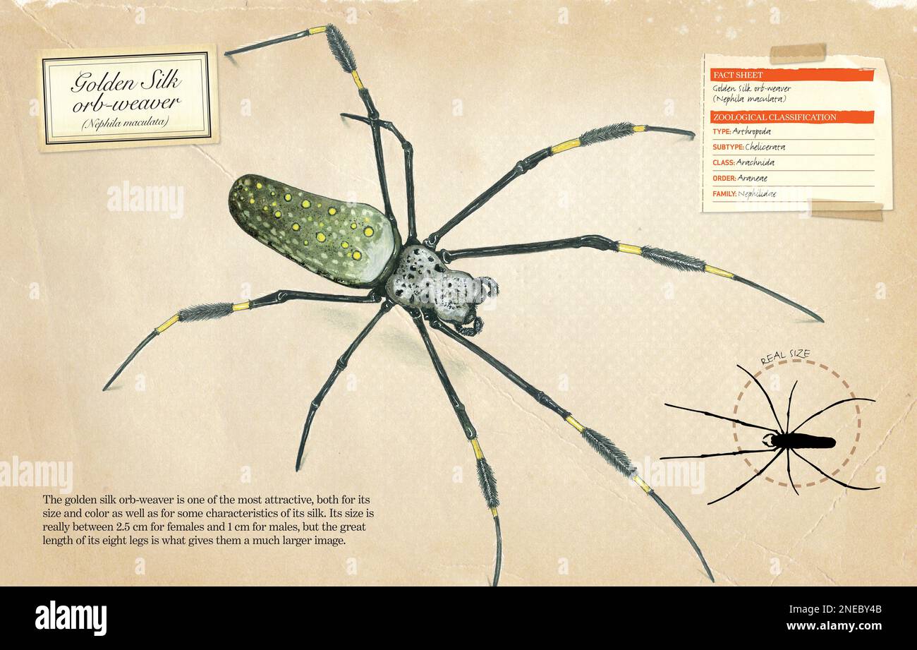 Fact sheet and zoological classification of Golden Silk orb-weaver ...