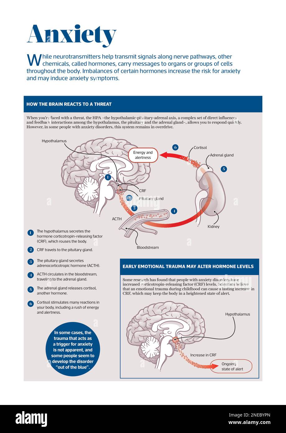 Infographic about how the brain reacts to a threat, and how a hormonal ...