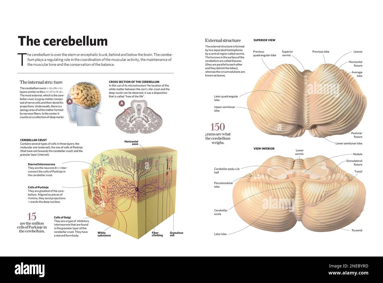 Infographic about the cerebellum, its inner and external structure ...