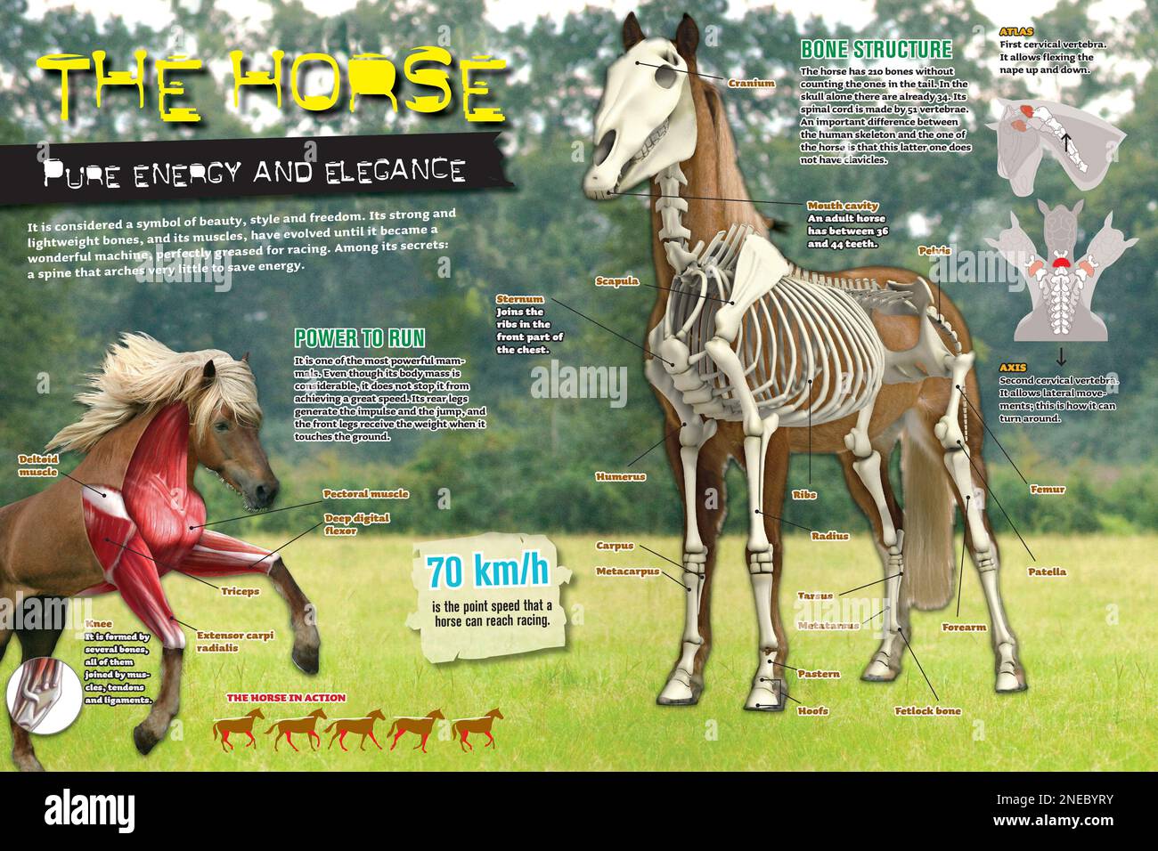 Infographic on the horse, its bone and muscle structures. [Adobe ...