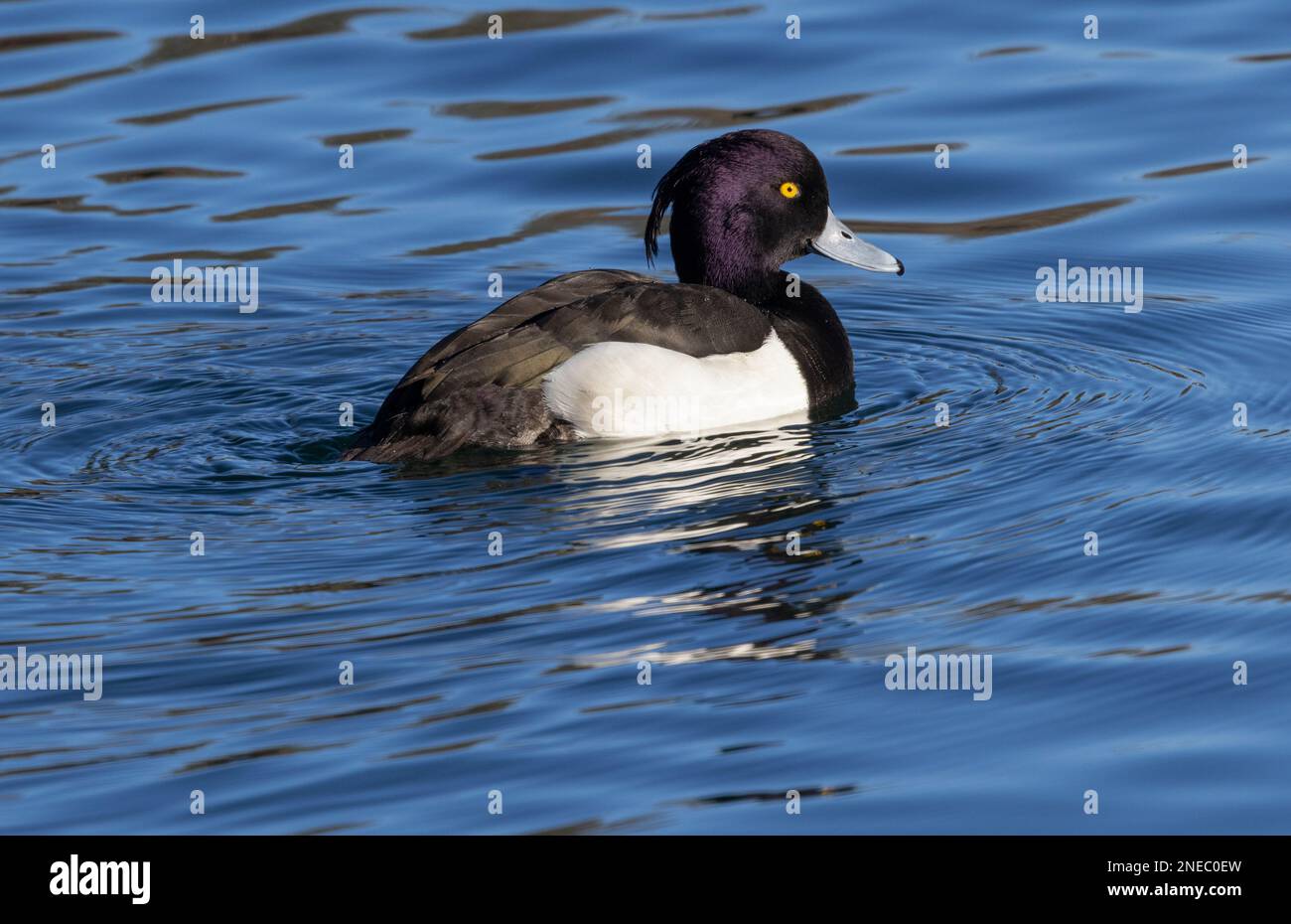 The Tufted Duck is one of the more common members of the diving duck ...