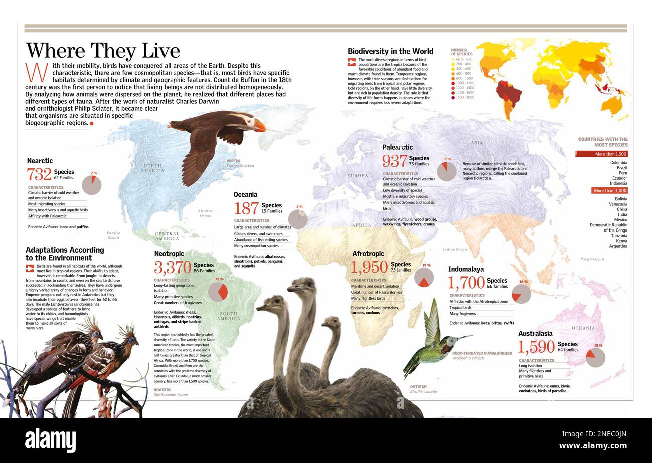 Infographic on the distribution of bird species in the world. [Adobe ...