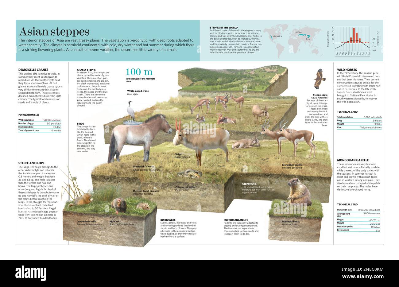 Infographic of the ecosystems of the Asian steppes, extensive ...