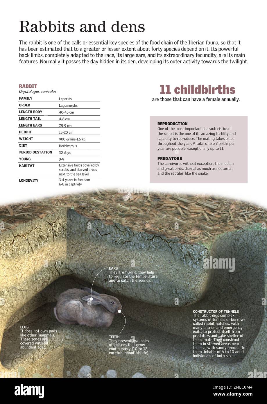 Infographic about the rabbit (Oryctolagus cuniculus) and its ability to ...