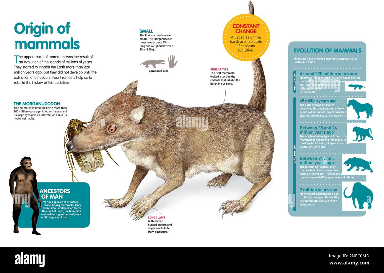 Infographic about the appearance and evolution of mammals on the Earth ...