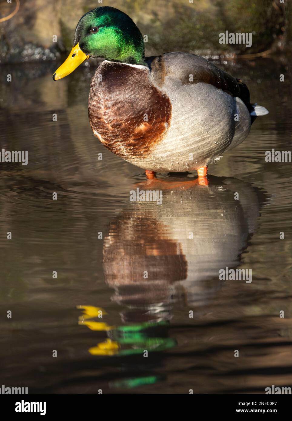 Light refraction duck hi-res stock photography and images - Alamy