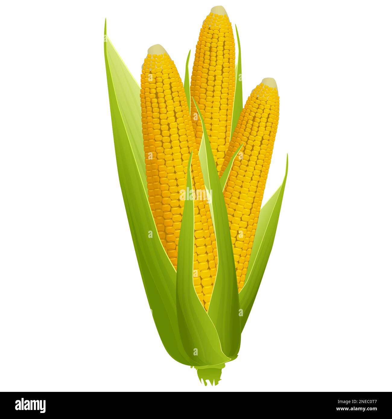 Three ripe corn cobs with golden grains and green leaves isolated on ...