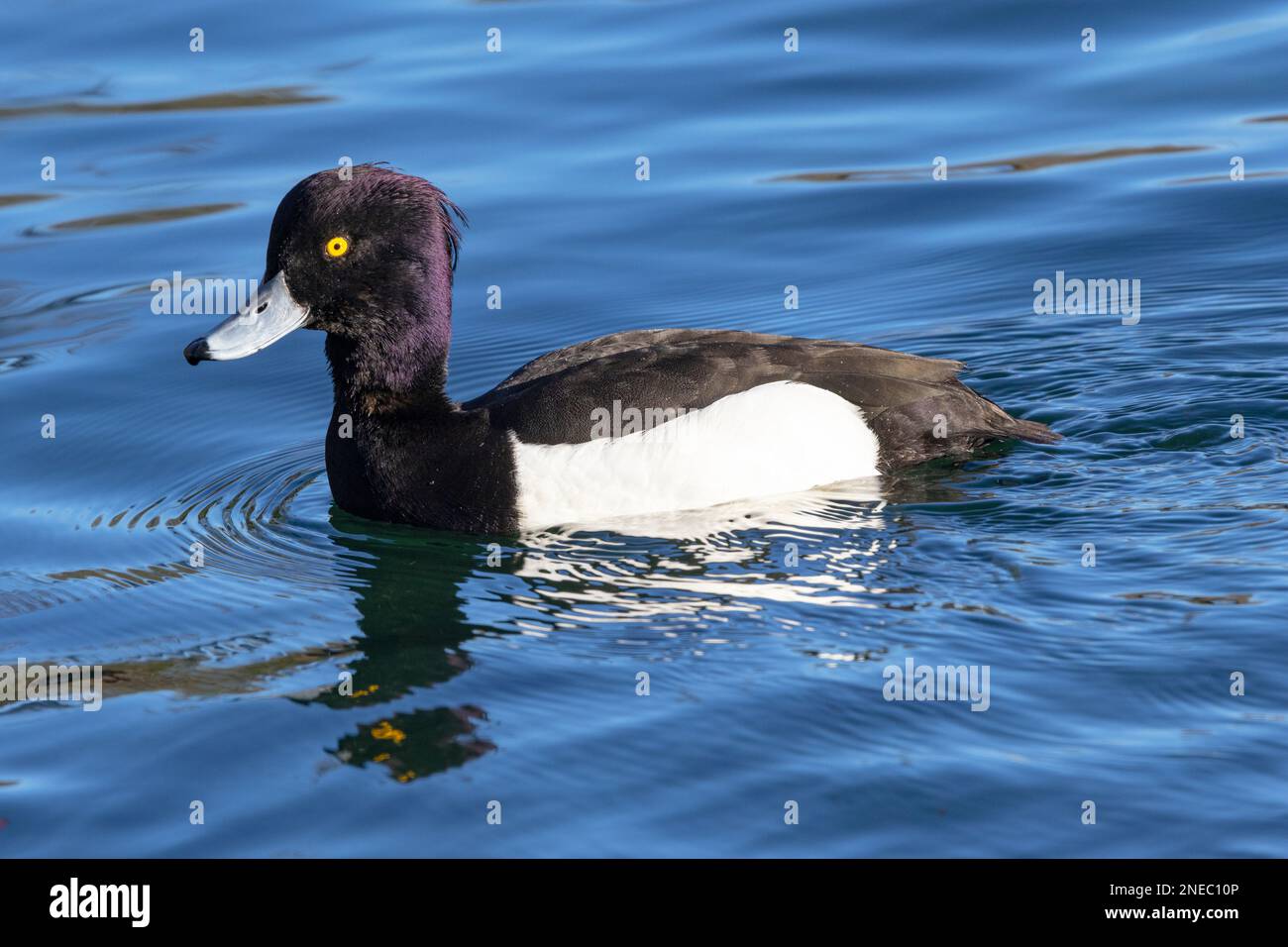 The Tufted Duck is one of the more common members of the diving duck ...