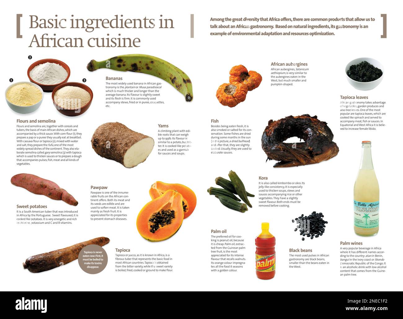 Infographics about the main food products used in African cuisine ...