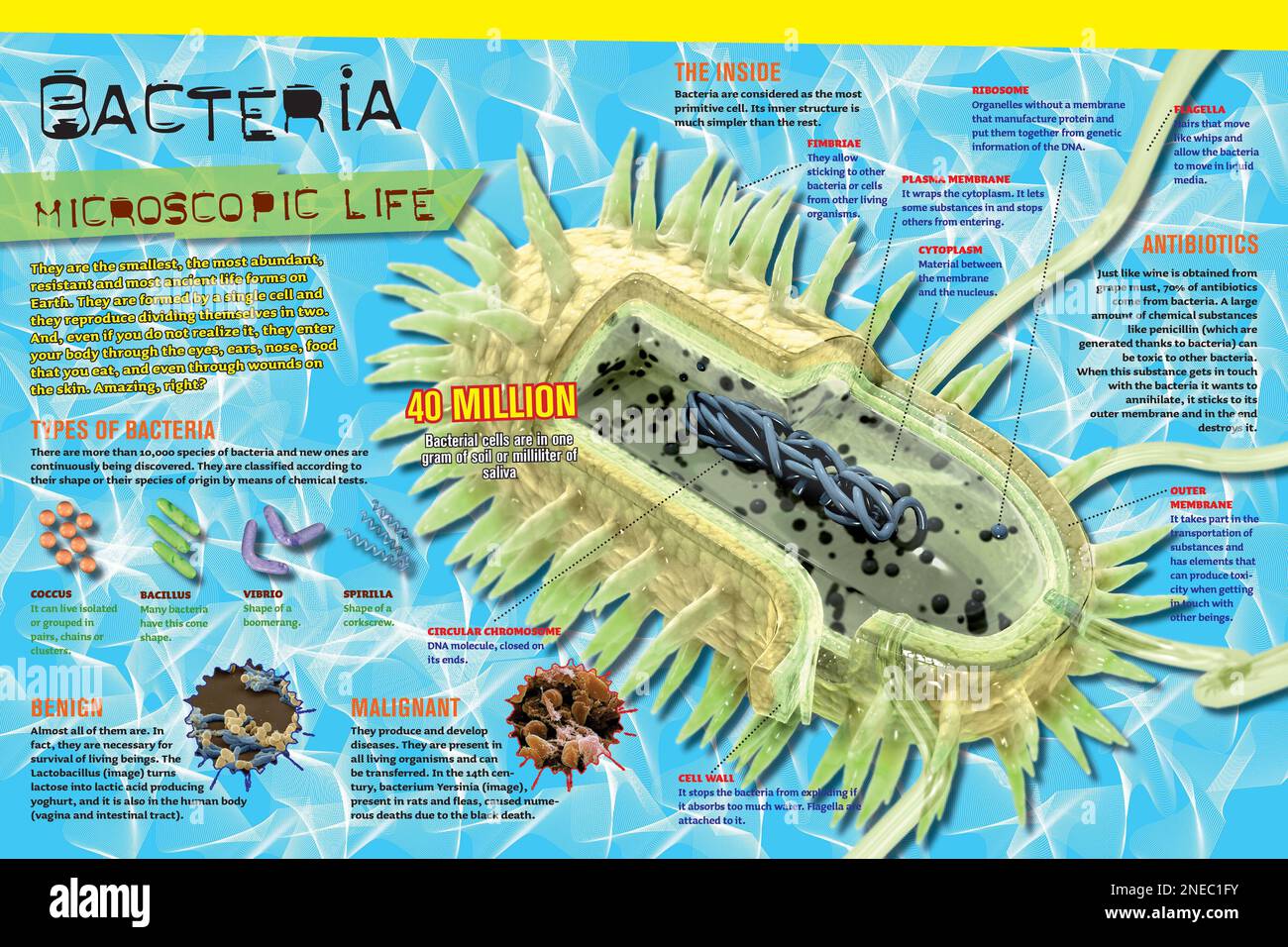 Infographics on bacteria, the most ancient life forms on Earth. [Adobe ...