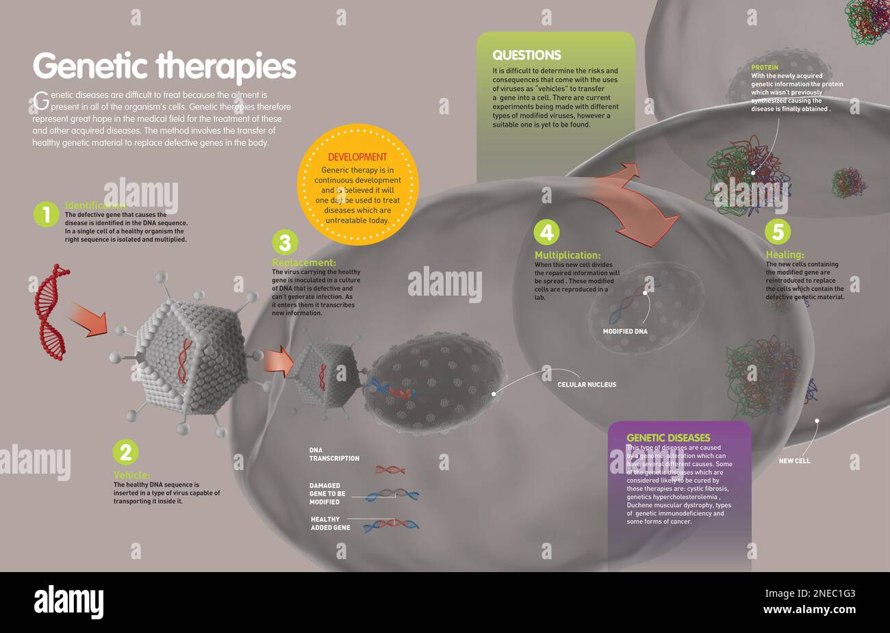 Infographic about genetic therapies that allow transferring healthy ...