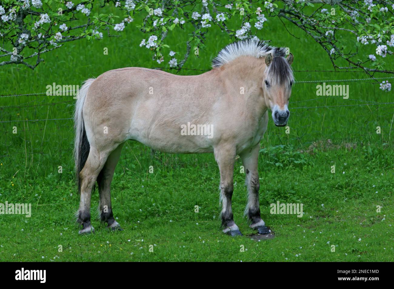 traditional breed 'viking horse' Norway June Stock Photo - Alamy