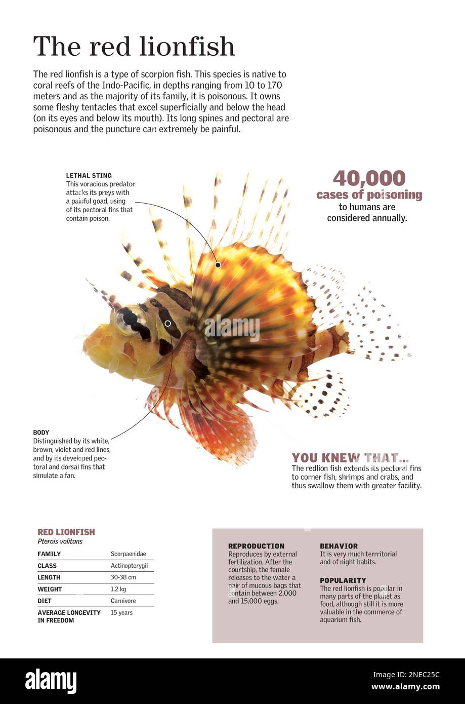 Infographic about the red lion fish (Pterois volitans), its morphology ...