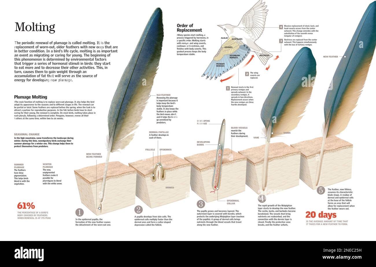 Infographics of the rocess of renovation of the feathers and their ...