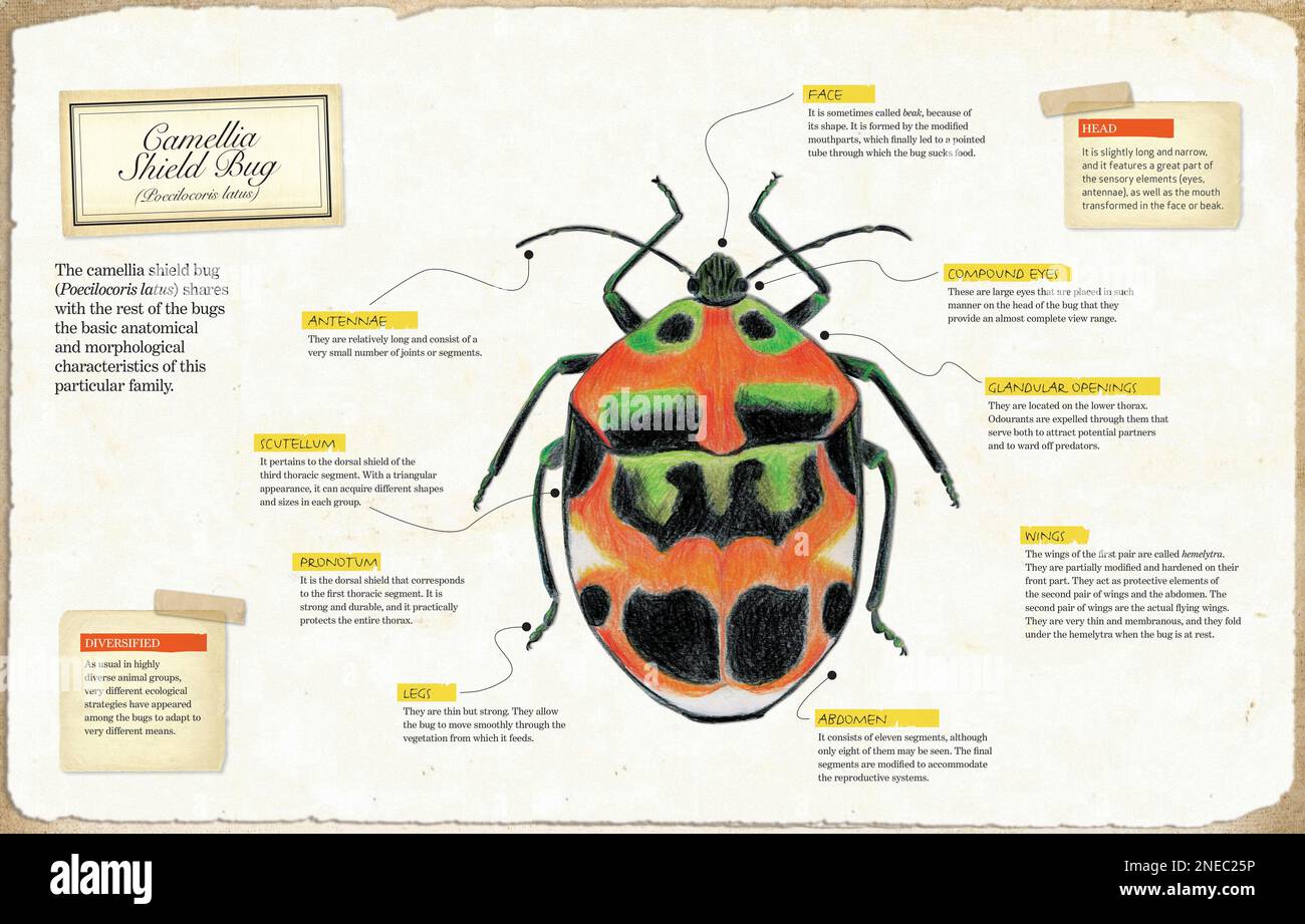Infographic of the anatomy of Camellia Shield Bug (Poecilocoris latus ...