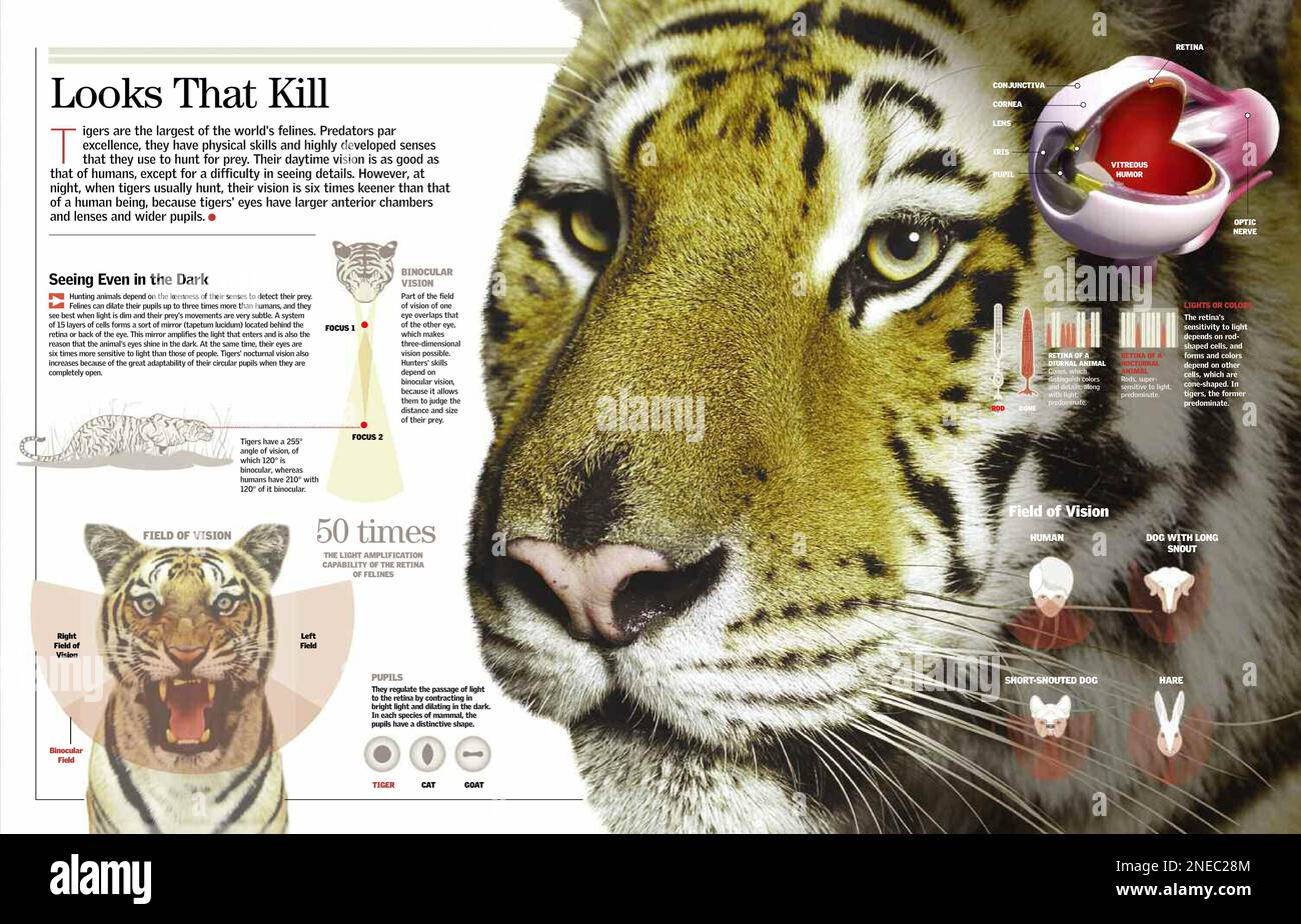 Infographic on the sense of sight of the tiger and other mammals ...